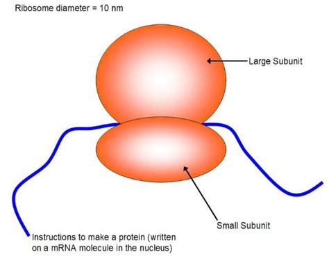 Ribosome Synthesis Workshop Diamond Blackfan Anemia Foundation