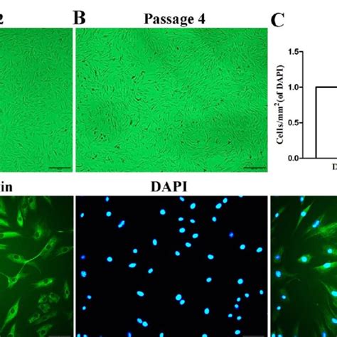 Cell Morphology Of Fls A Cell Morphology Of The Second Generation Fls