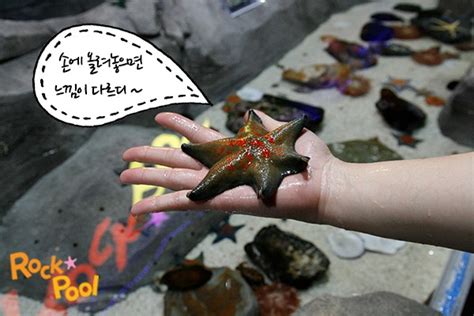 바다의 별 불가사리 제대로 파헤치다 네이버 블로그