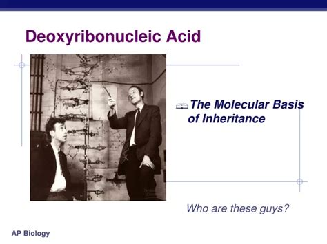 Ppt Deoxyribonucleic Acid Powerpoint Presentation Free Download Id