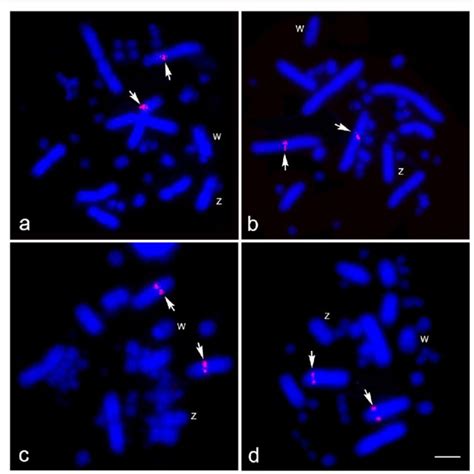 Chromosomal Locations Of Microsatellite Repeat Motifs In The Siamese Download Scientific