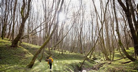 하이킹 옷과 배낭을 멘 젊은 여성은 녹색 봄 숲에서 큰 흰색 개와 함께 시간을 보냅니다 고요한 자연을 즐기고 탐험합니다 일반 계획 사진 Unsplash의 자연 이미지