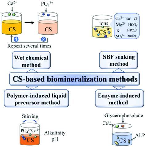 Biomineralization Inspired Methods For The Preparation Of Download Scientific Diagram
