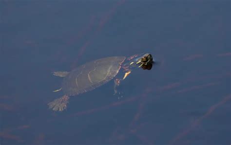 Do Turtles Hibernate In The Winter A Z Animals