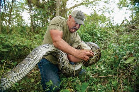 video whole alligator found inside an 18 foot python outdoor life