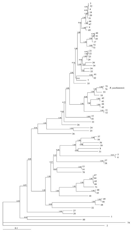 Bayesian Inference Tree Based On 12s Rrna And 16s Rrna Mitochondrial Download Scientific