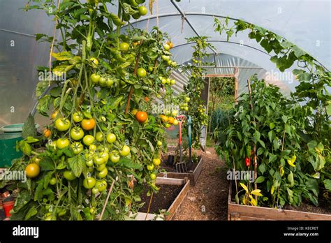 Organic Tomatoes Growing In A Polytunnel In Shropshire England Uk