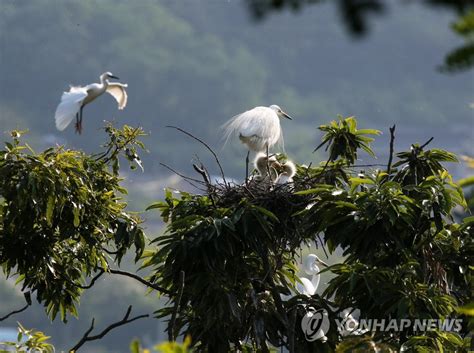 모여드는 백로 연합뉴스