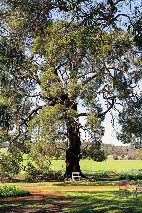 Marri Tree Corymbia Calophylla Photograph By Elaine Teague Pixels