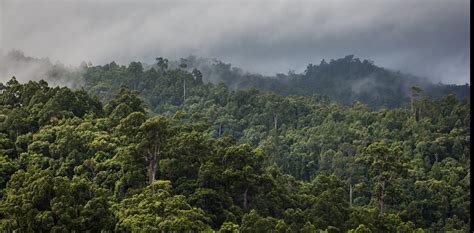 Sharing Benefits From The Uns Deforestation Reduction Program Remains Challenging Heres Why