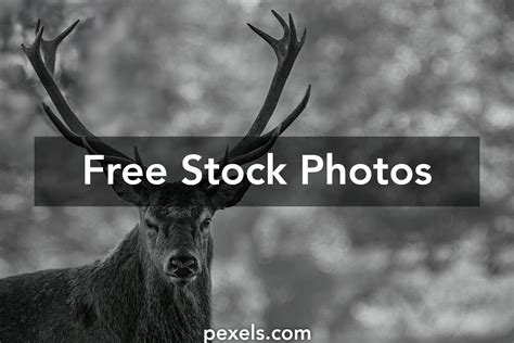 Bokeh Horizontal Photos Download The Best Free Bokeh Horizontal Stock