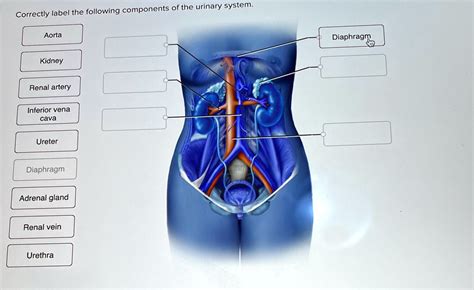 Correctly Label The Following Components Of The Urinary System Aorta Inferior Vena Cava Adrenal