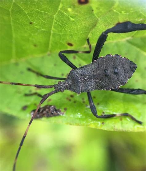 Acanthocephala Terminalis Bugguide Net