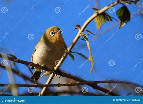 Orientel White Eye Stock Image Image Of Small Rare 137167575