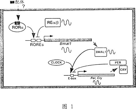 Ror Alpha For Promoting The Induction Of Bmal1 Expression Eureka Patsnap