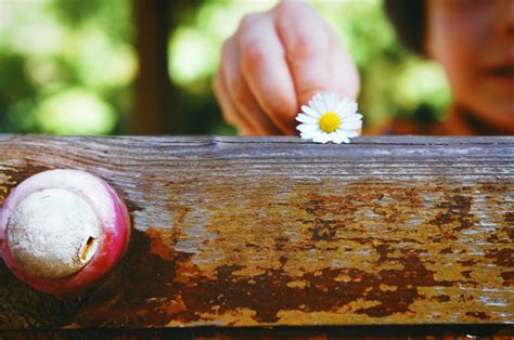 무료 이미지 손 식물 잎 꽃 식품 생기게 하다 색깔 가을 노랑 닫다 매크로 사진 4912x3264 149410 무료 이미지 Pxhere
