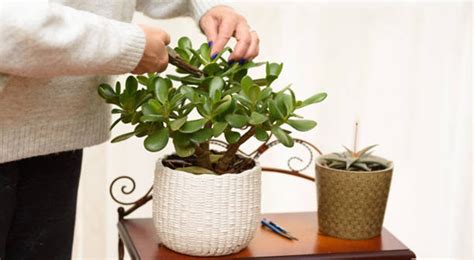 Jade Plant Leaves Turning Yellow And Falling Off Possible Causes