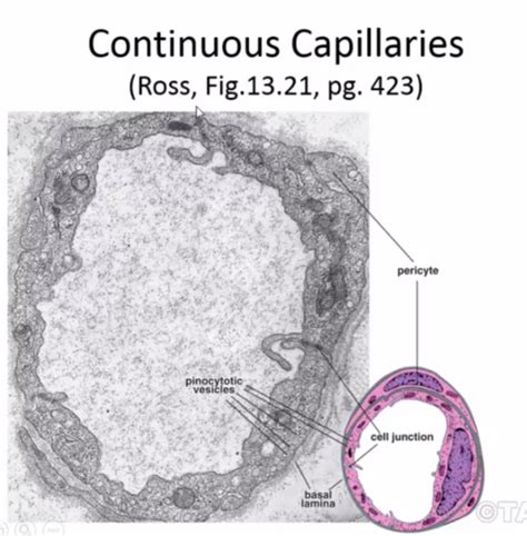 Continuous Capillaries Histology