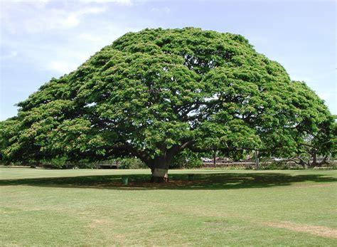 Free Hawaii Tree Stock Photo FreeImages Com