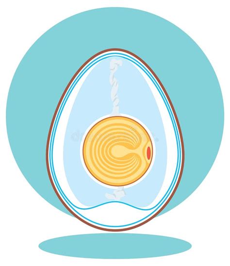 Structure Bird Egg Bird Embryo Stock Vector Illustration Of Cheeper Chicken
