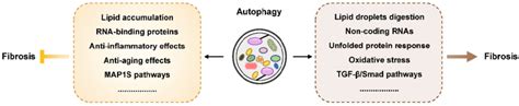 Generalized Relations Between Autophagy And Fibrosis Fibrosis Liver