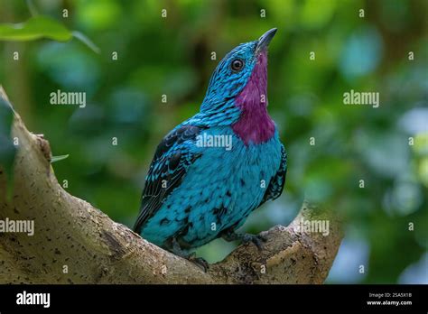 South America Peru Close Up Of Spangled Cotinga Bird In Tree Stock