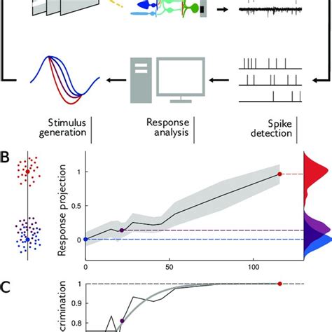 Closed Loop Experiments To Probe The Range Of Stimulus Sensitivity A