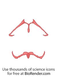 Free Mouse Choroid Plexus Dorsal Icons Symbols Images BioRender