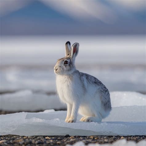 Free Picture The Tundra Hare Or The Alaskan Hare Lepus Othus A