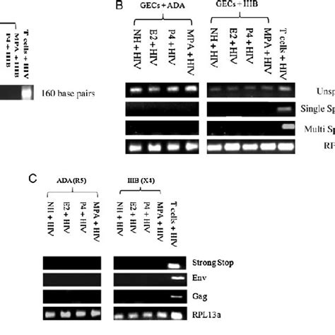 Effect Of Female Sex Hormones On Uptake Of Human Immunodeficiency Virus Download Scientific