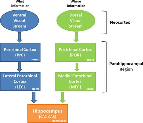Depiction Of The Flow Of Information In The Two Streams Model The Download Scientific