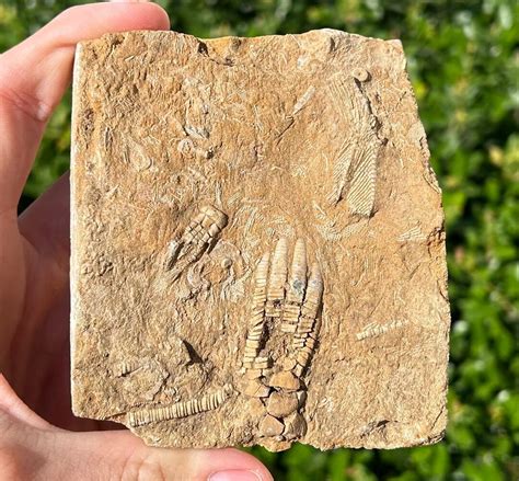 Double Fossil Crinoids In Matrix Phanocrinus And Pentaramacrinus Bangor Limestone Formation