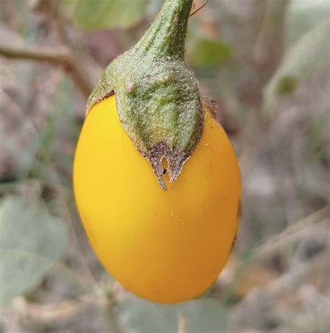 আরকা গাছের মূল ভালো করে পরিস্কার করার পর এই নিয়মে খাবেন। Reelsvideoシ Happy আরকা Reelsfypシ