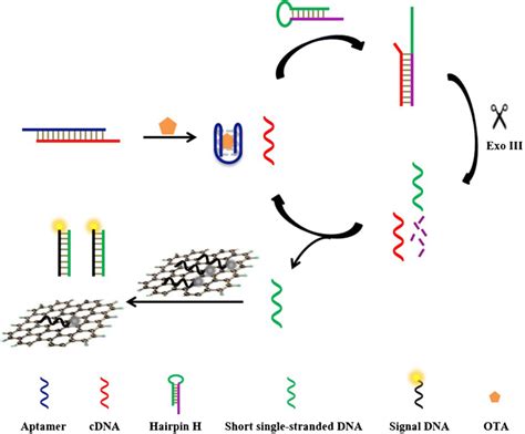 Schematic Illustration Of Exonuclease Assisted Dna Recycling Signal Download Scientific Diagram