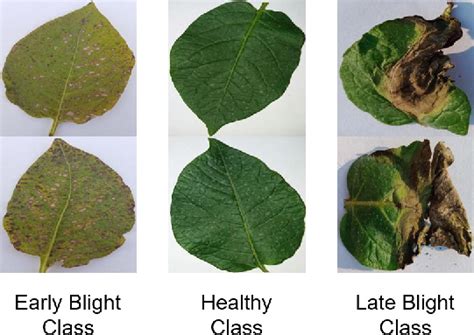 The Example Of Data Set In This Research Download Scientific Diagram