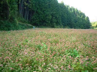 赤い蕎麦の花桜井市三谷 旅の記憶関西奈良メモ