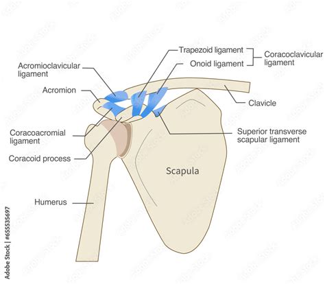 Anatomy Of The Scapular Ligament And Scapula Stock Vector Adobe Stock