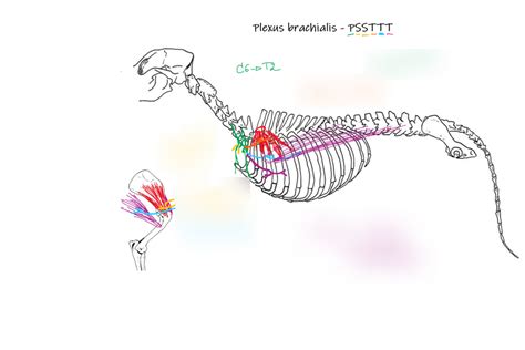 Diagram Plexus Brachialis Pssttt Quizlet Diagram Plexus Brachialis Pssttt Quizlet