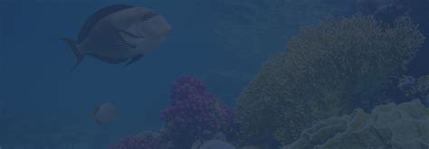 Flutter App Development Company Flutter App Developers