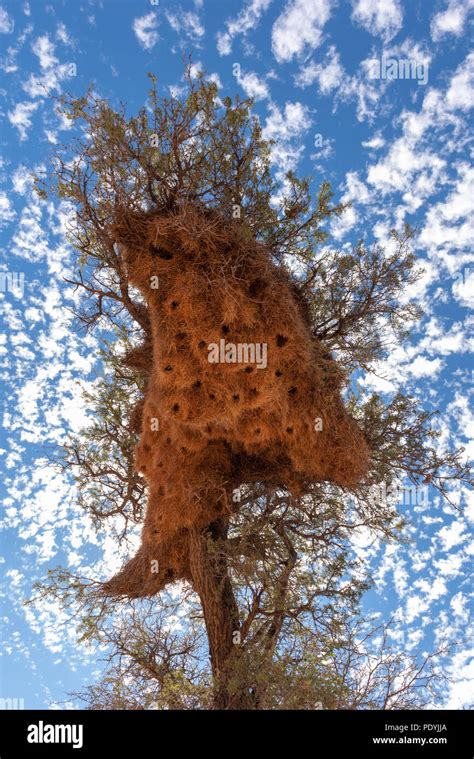 White Background Tree Nest Hi Res Stock Photography And Images Alamy