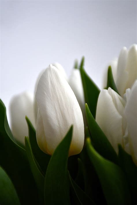 花朵 郁金香 树叶 Pixabay上的免费照片 Pixabay