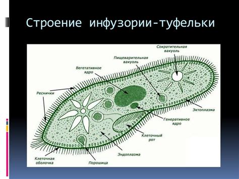 Эвглена зеленая презентация онлайн