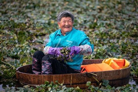 江苏海安秋日采菱忙 人民图片网