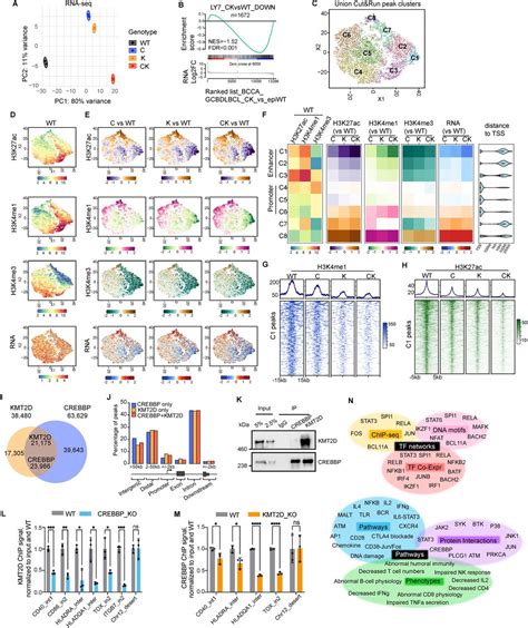 Human Dlbcl Cells Lines Dsmz Bioz