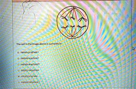 The Cellinthe Image Bove Currently In Melosis Prophase Melosis Anaphase