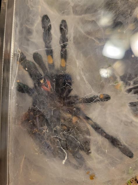 Vent Sex On A P Metallica Rtarantulas