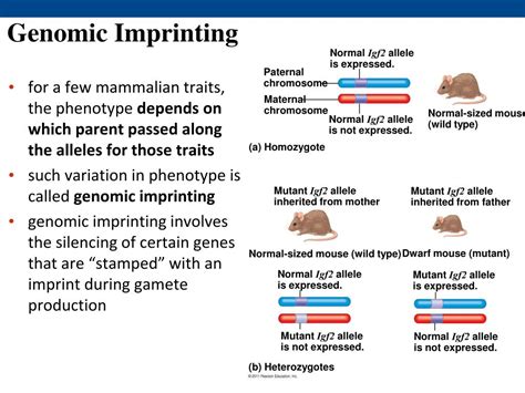 Ppt The Chromosomal Basis Of Inheritance Powerpoint Presentation