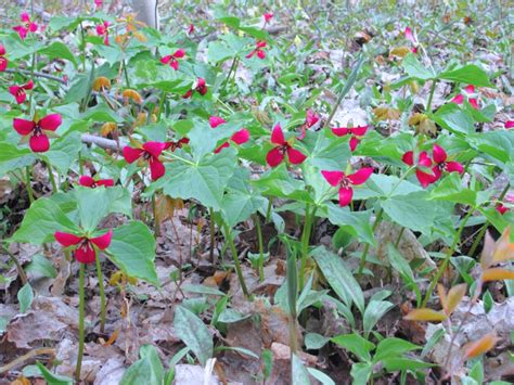 Red Trillium Trillium Erectum Level Up Garden