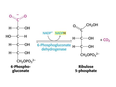 Hexose Monophosphate Pathwaypentose Phosphate Pathwaypptx