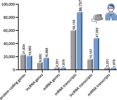Overview And Comparison Of Gene And Transcript Numbers In The Mouse Download Scientific Diagram
